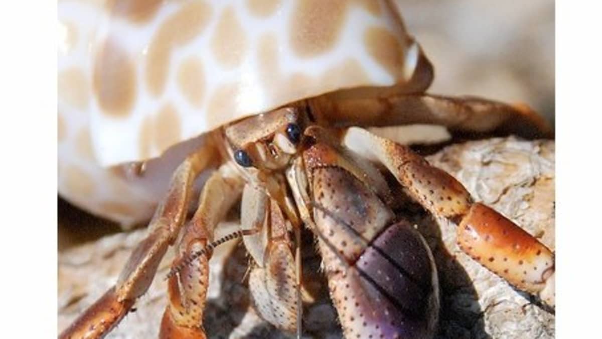 Typical East African Hermit crab – Angel Exotix Aquarium