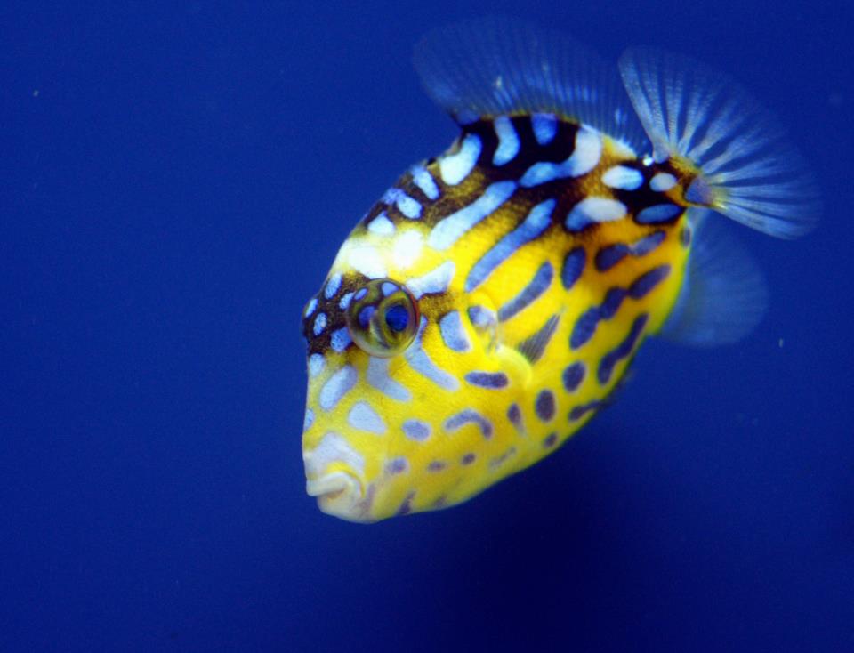 Blue and gold Trigger – Angel Exotix Aquarium